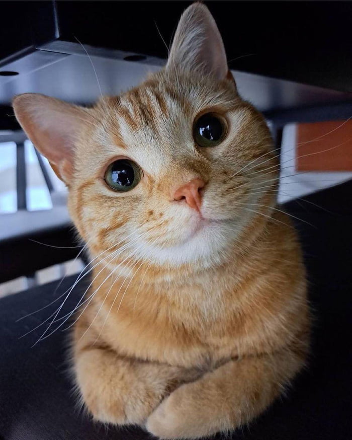 Tabby cat loves you - 9GAG