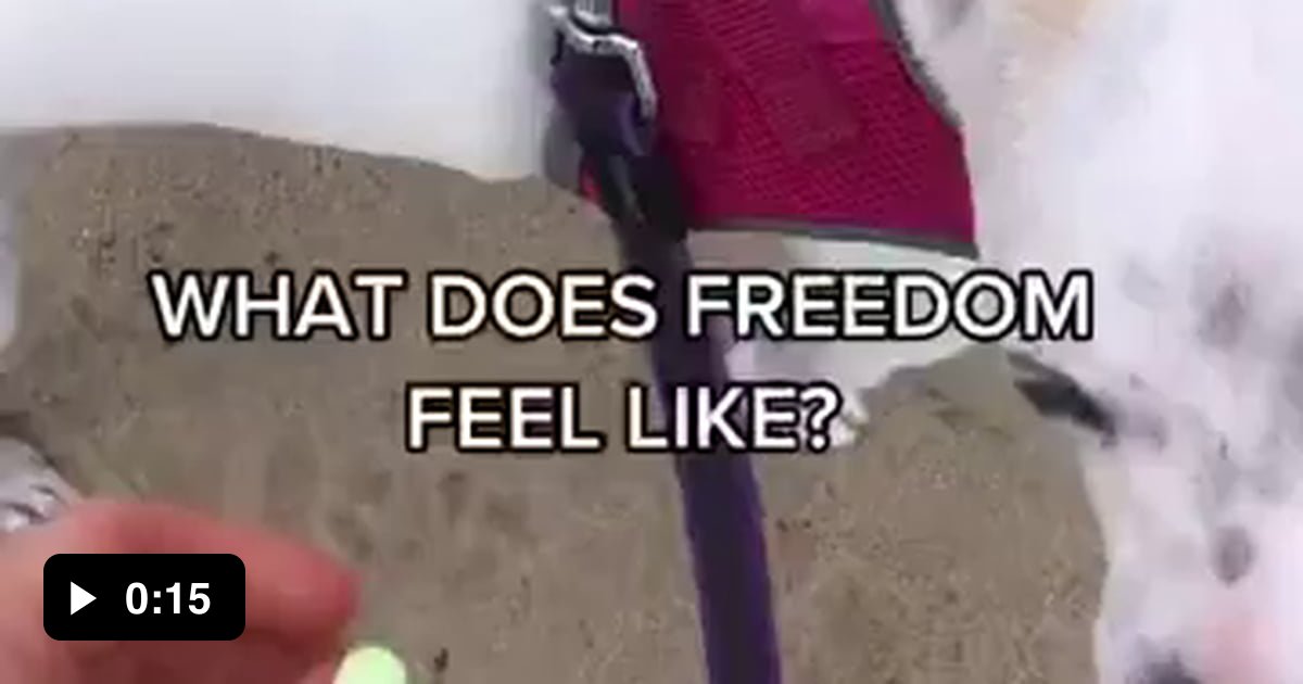 Nothing like FREEDOM!! - 9GAG