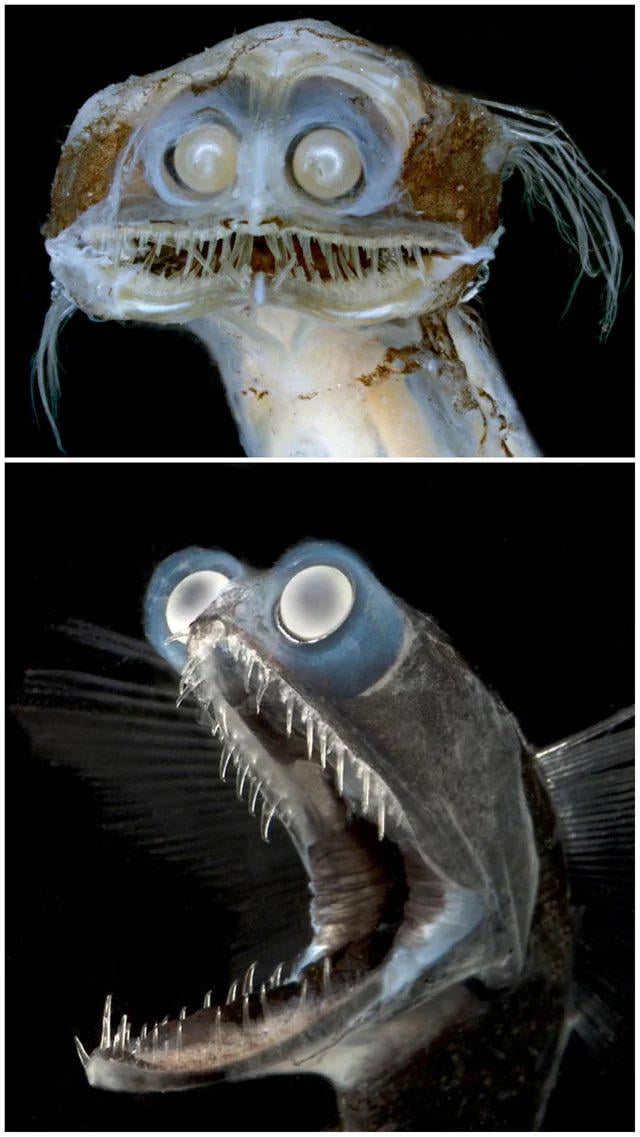 The terrifying telescopic fish. - 9GAG