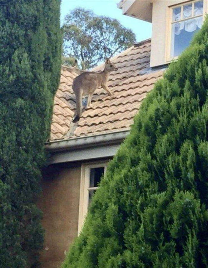 Typical Austrian cat - 9GAG