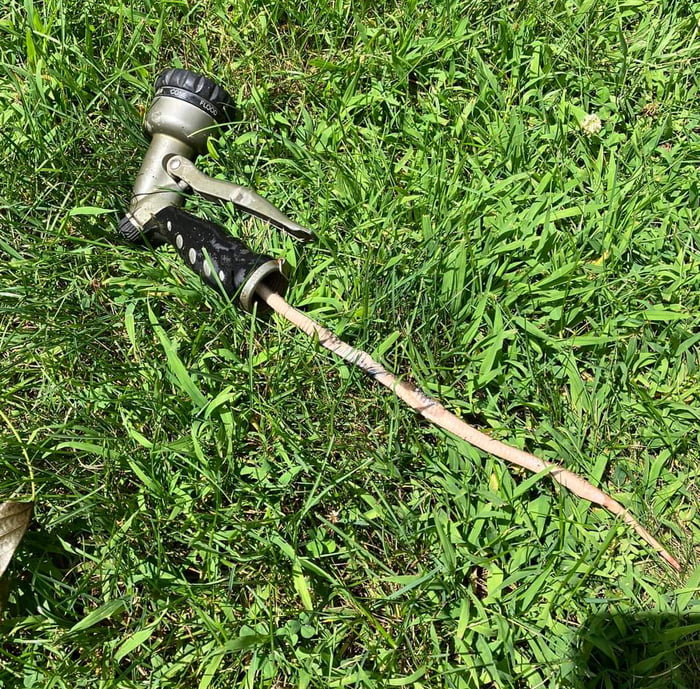 Austrian hose - 9GAG