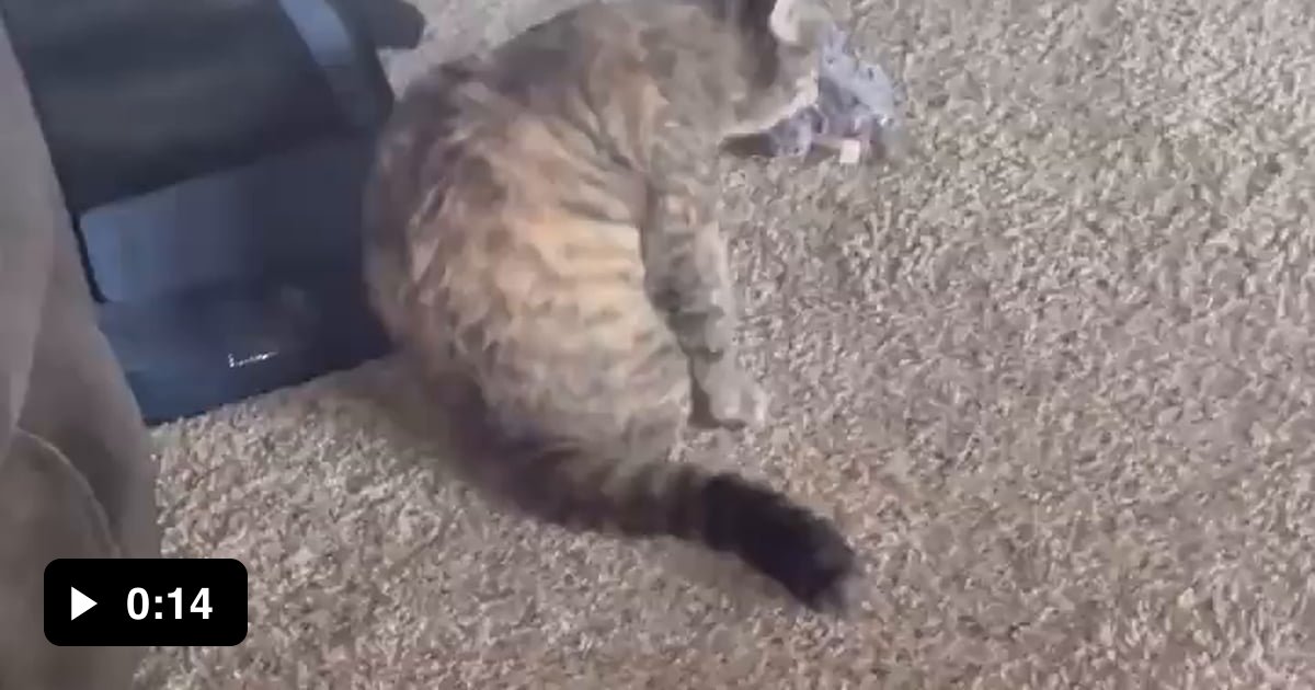 Little miss meow - 9GAG