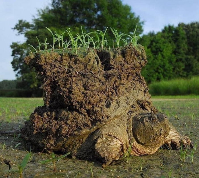 Alligator snapping turtles camouflage themselves by remaining ...