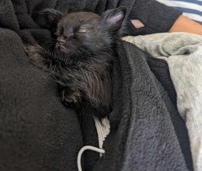 Sleeping foster, just keeping warm - 9GAG