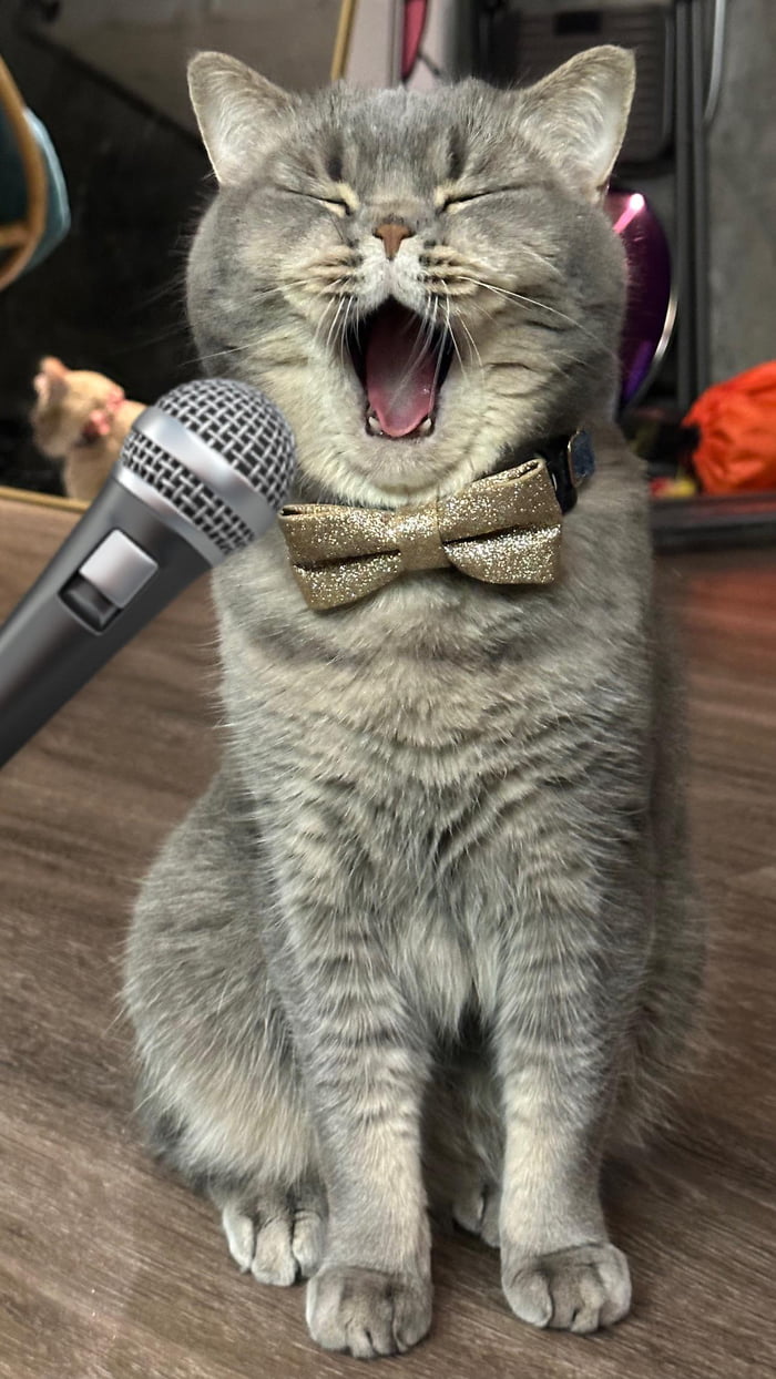 Yall heard of Meowoncè? - 9GAG