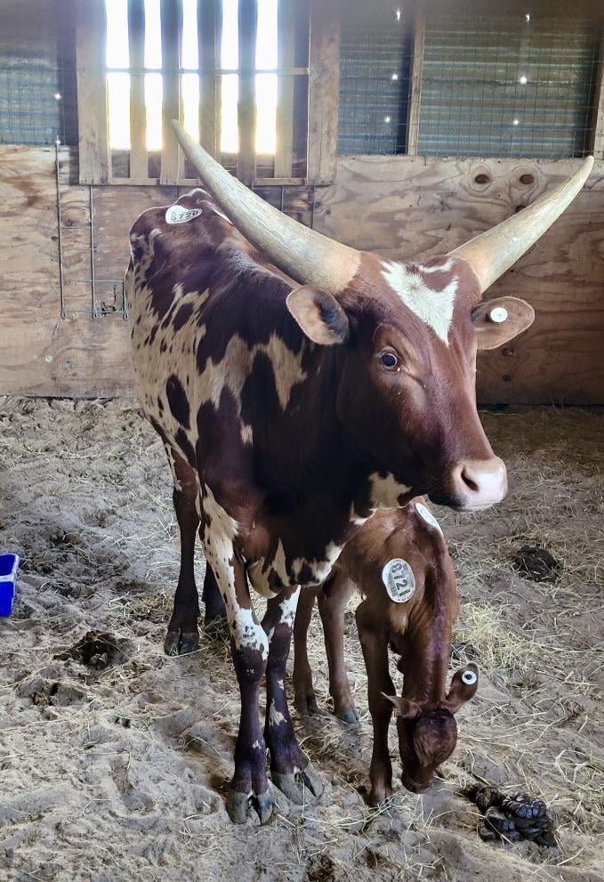 Mama Bull and Baby🥰 - 9GAG
