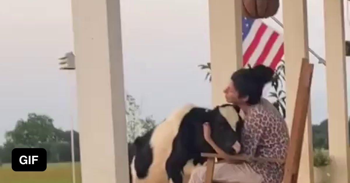 Cow had a tough day and wants a hug - 9GAG