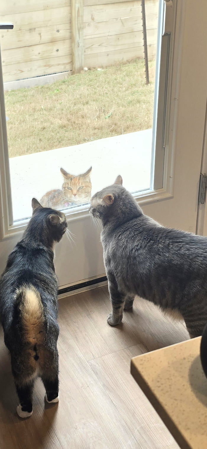 This cat took a shit in my yard and then pulled up to mean mug my ...