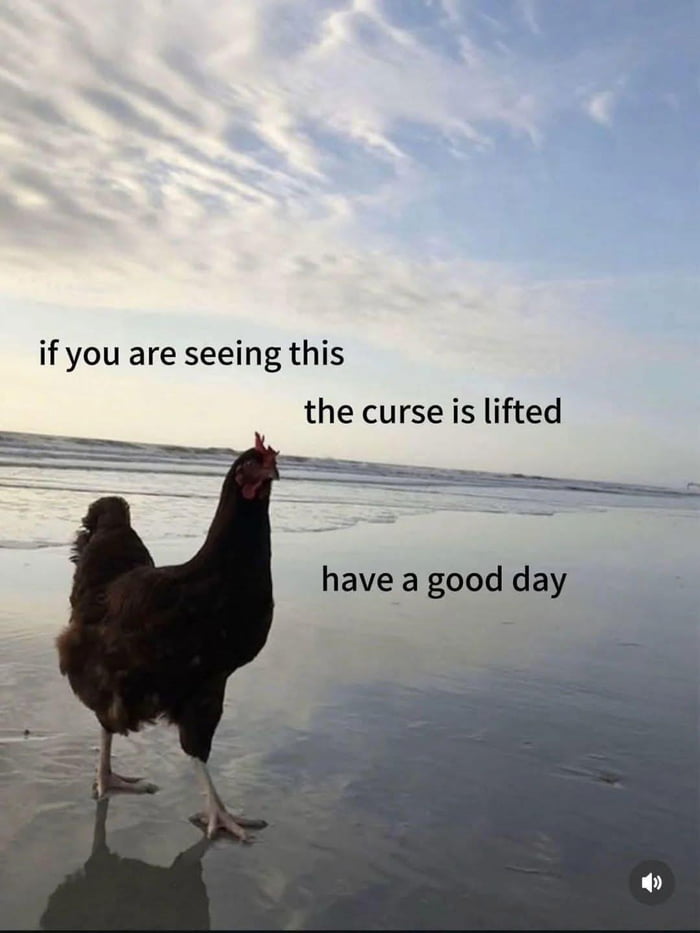 Good day to you too, chicken - 9GAG
