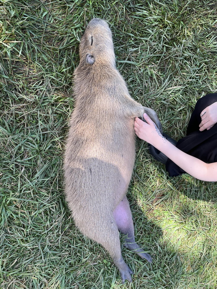 Nothing wrong with him! Just capybara - 9GAG