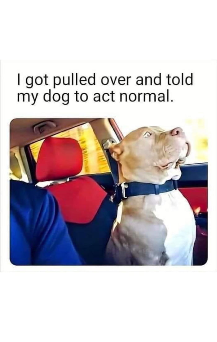 Just act normal!! Lol - 9GAG