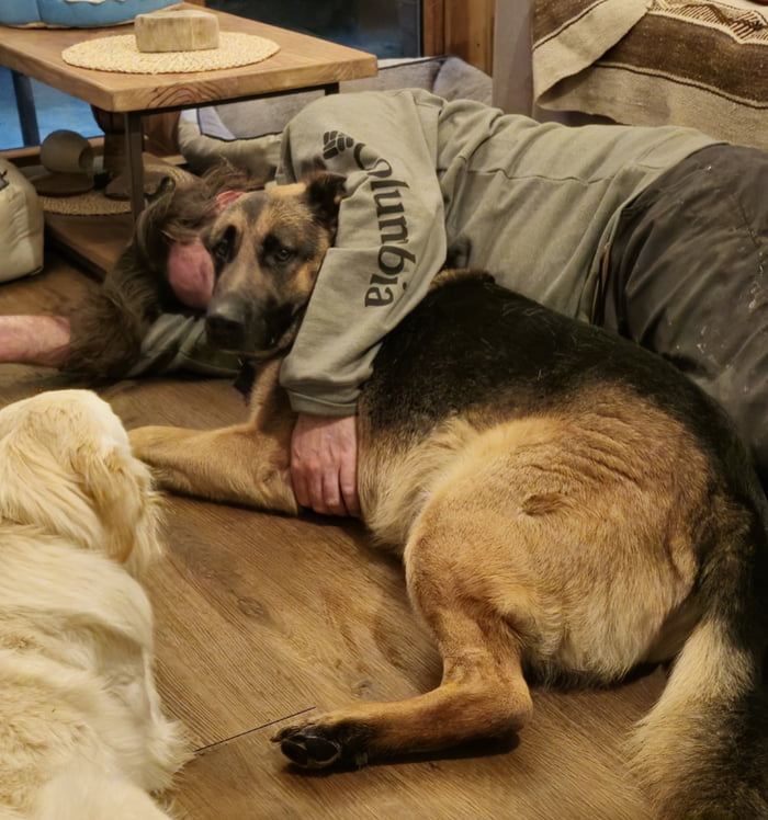 A veteran and his dog return home after 2 years overseas. The dog ...