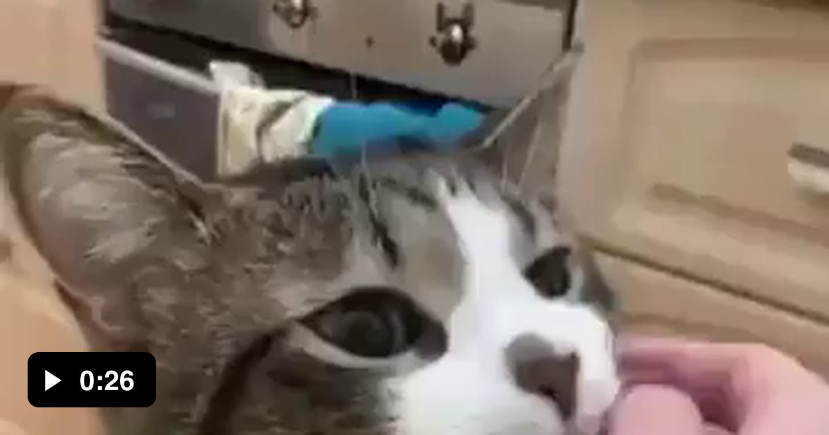 Kitty practicing self control - 9GAG