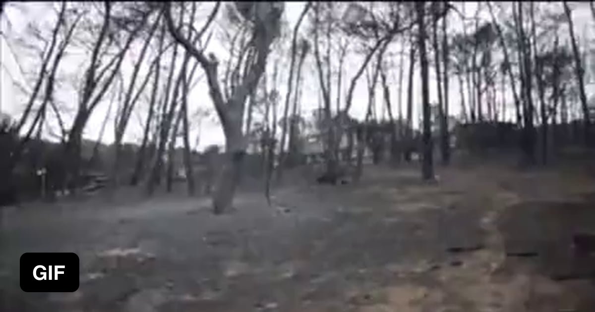 Strong doggo survives forest fire - 9GAG