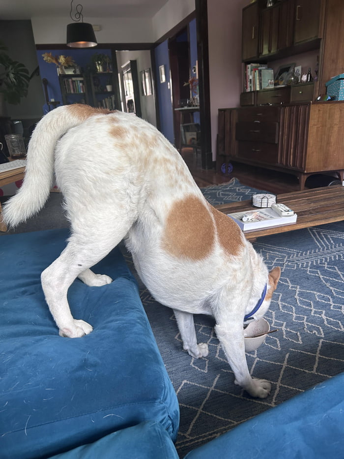 Finding the perfect angle to clean the bowl. - 9GAG