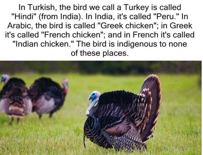 Turkey - 9GAG
