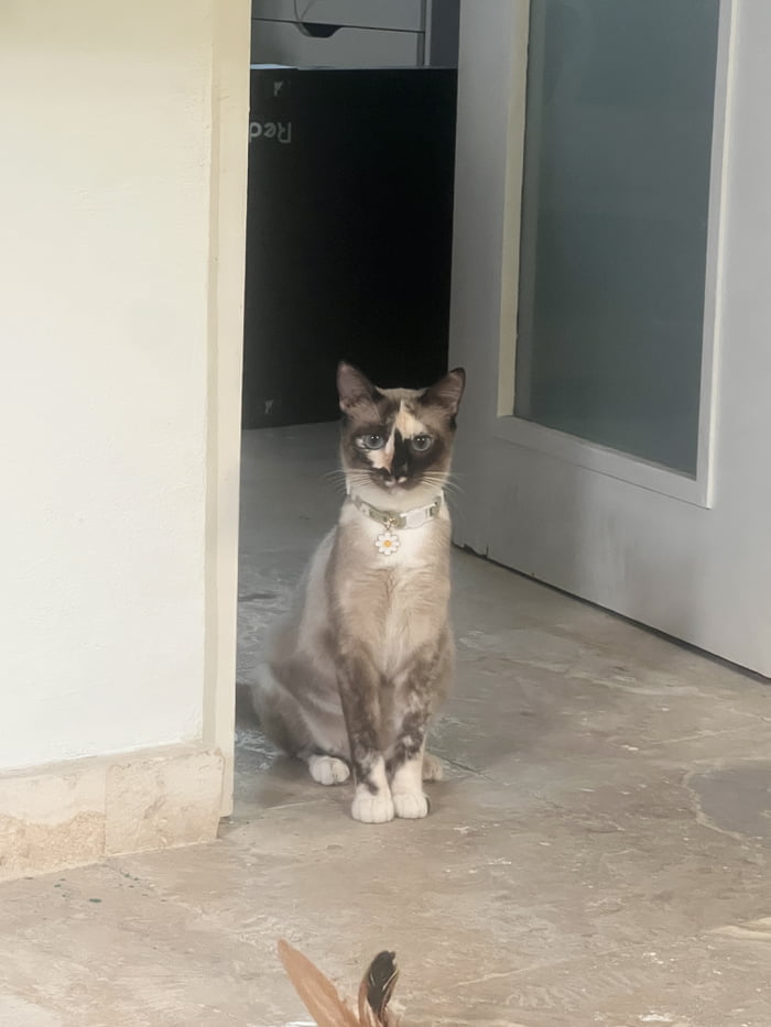 My cat named Suki, after the famous magician. - 9GAG