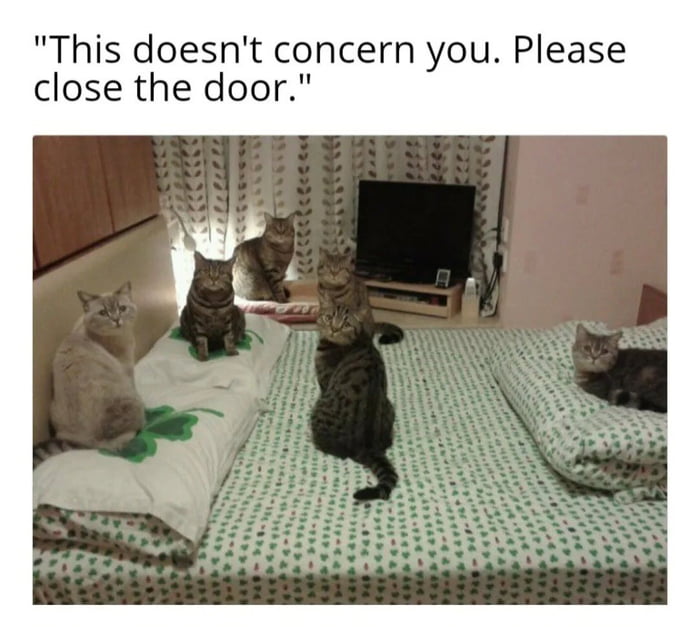 Looks like I interrupted something important. - 9GAG
