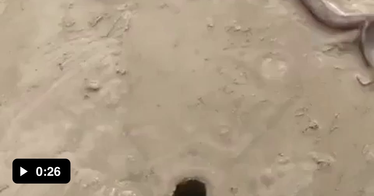 The way this octopus squeezes through a tiny hole - 9GAG