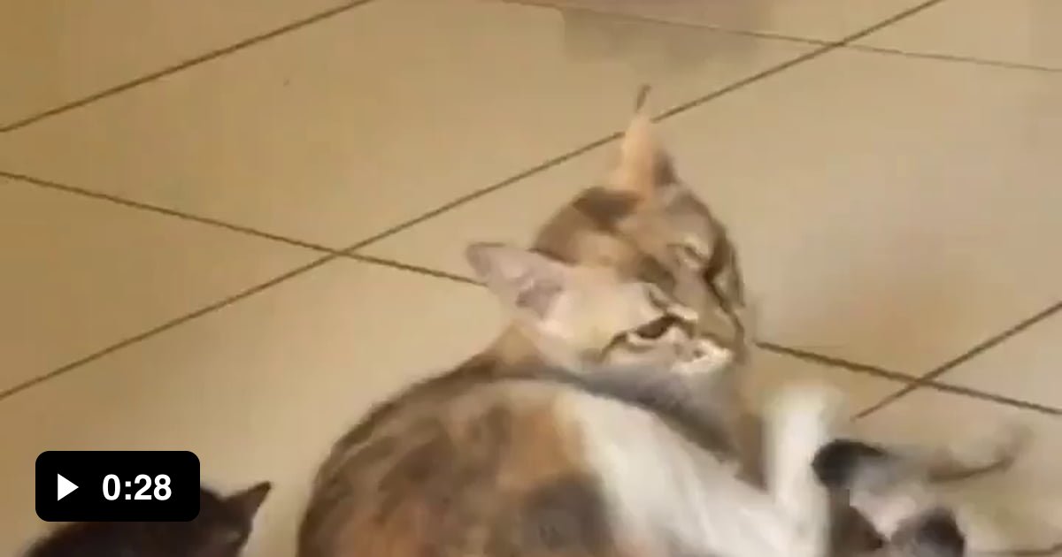 Kitten watching and learning from mama cat. - 9GAG