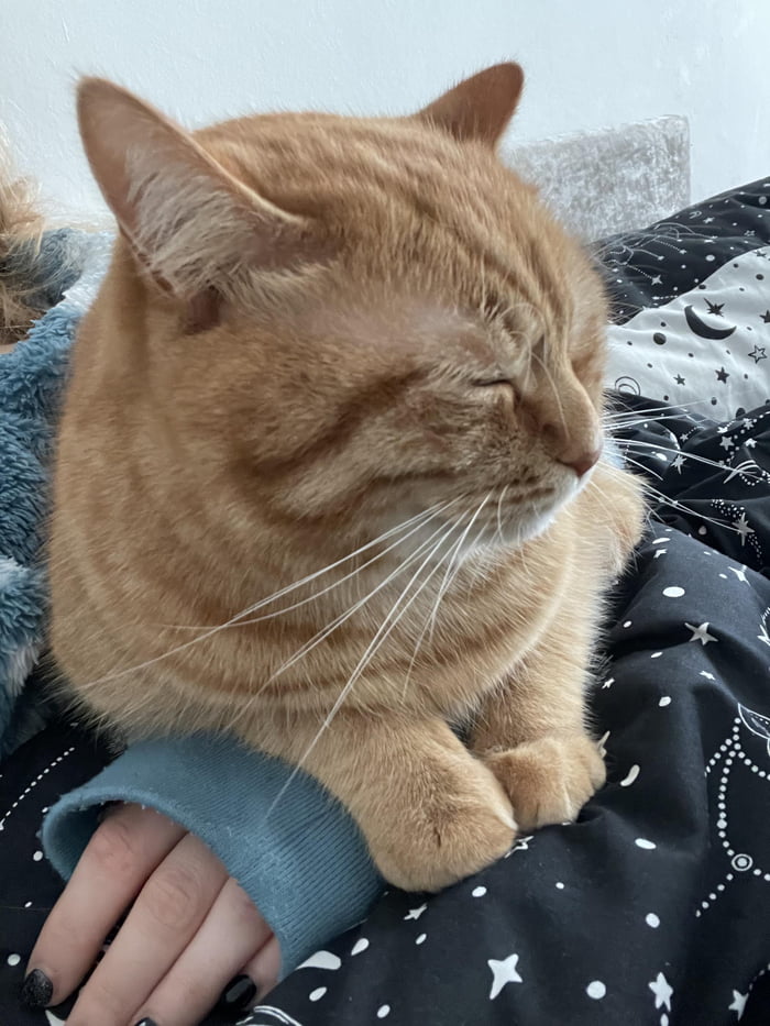 Came to pester me for food but he fell asleep - 9GAG