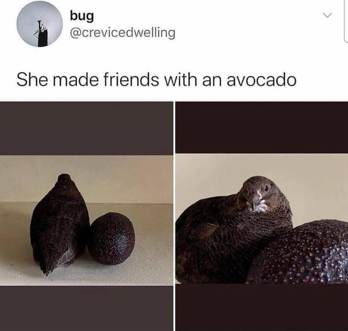 Avocado bird - 9GAG