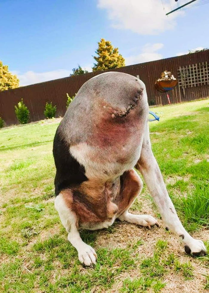 Headless doggo??? - 9GAG