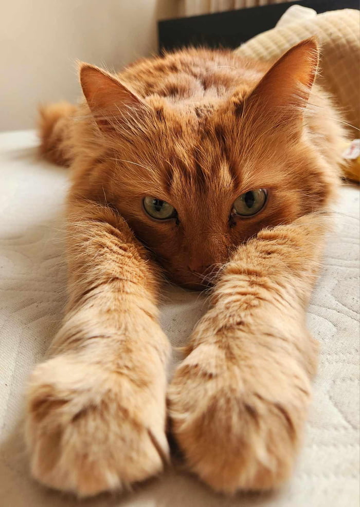 Itty bitty kitty - 9GAG