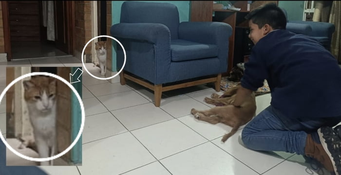 I'm afraid that my cat is plotting against our new puppy! - 9GAG