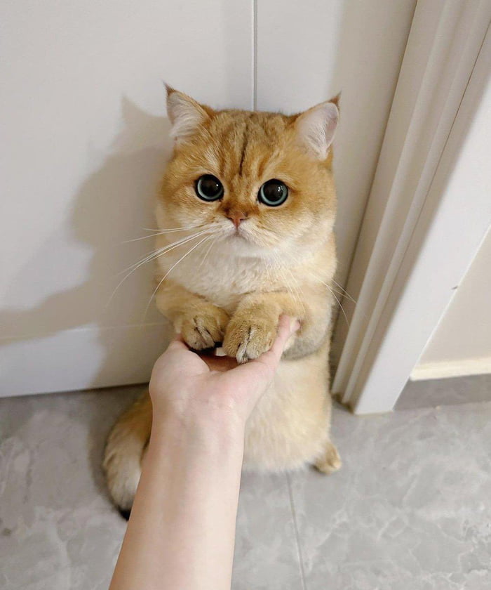 When your cat's 'innocent face' facade is as convincing as a ex lover's ...