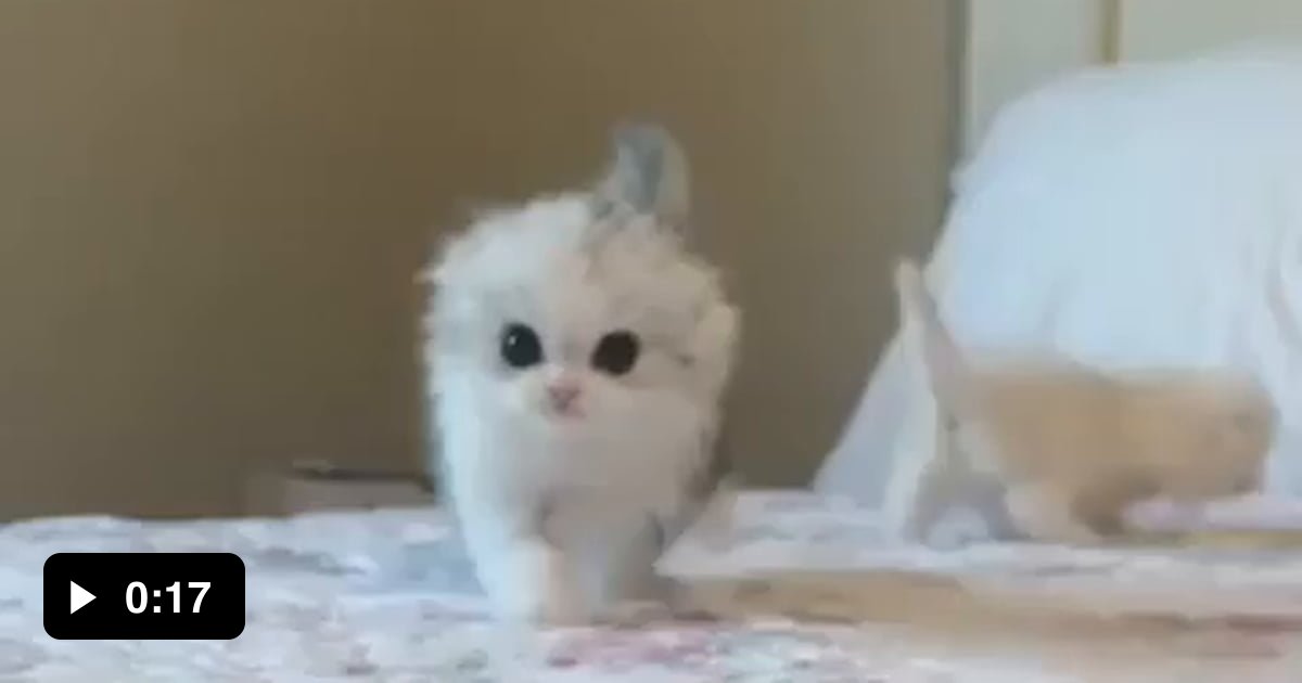 Ultra tiny meow - 9GAG