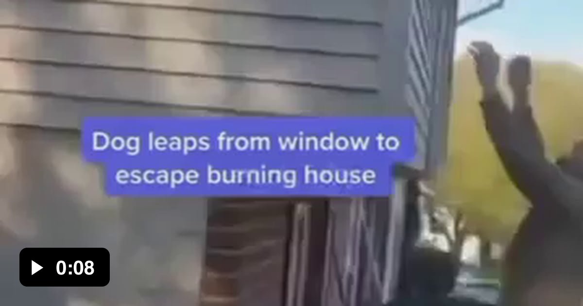 Dog escapes a burning house - 9GAG