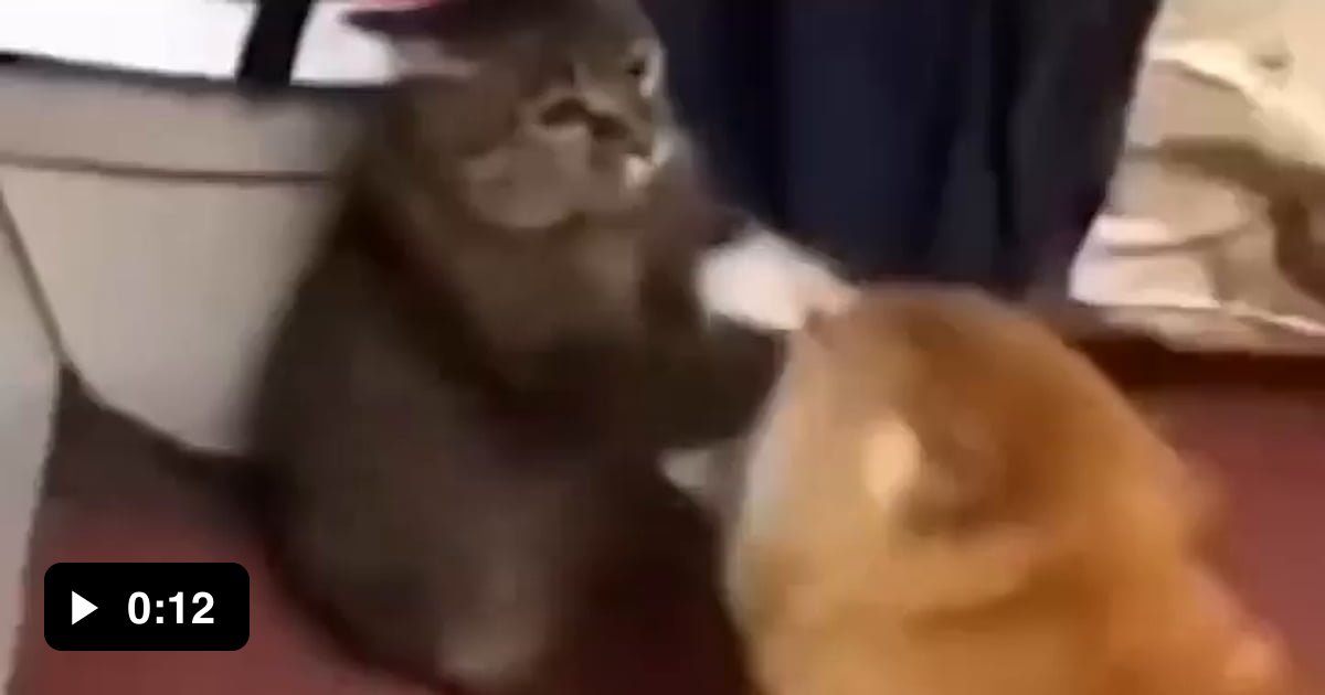Cat getting charged after another attack - 9GAG