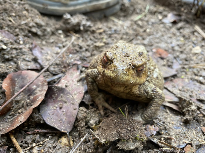 A toad - 9GAG