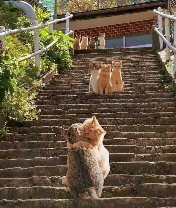 Funny Cat Saying Hello/Goodbye - 9GAG