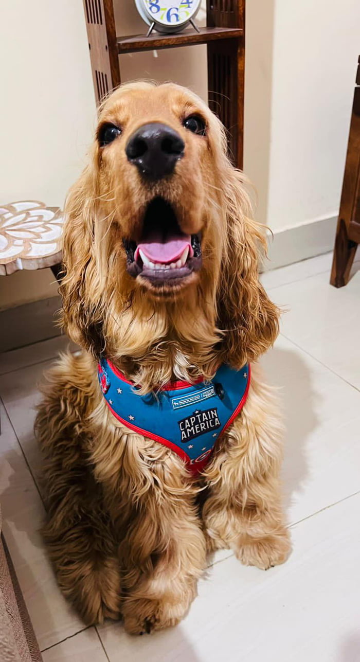 Need a Quick Smile? Meet Oakley! 🐾 - 9GAG