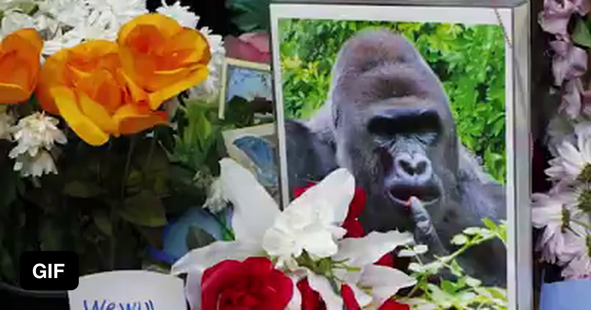 Remembering Harambe - 9GAG