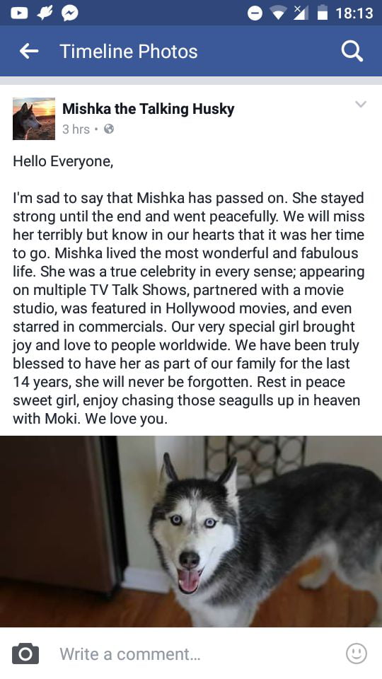 Mishka the talking husky passed away today R.I.P - 9GAG