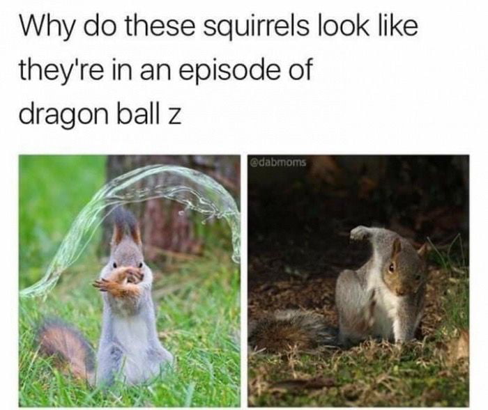 That moment when you can't think of a squirrel pun. It drives me nuts. - 9GAG