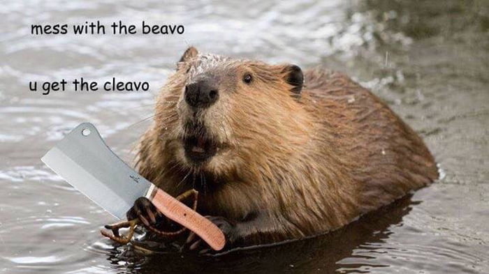 Don't mess with beavo!! - 9GAG