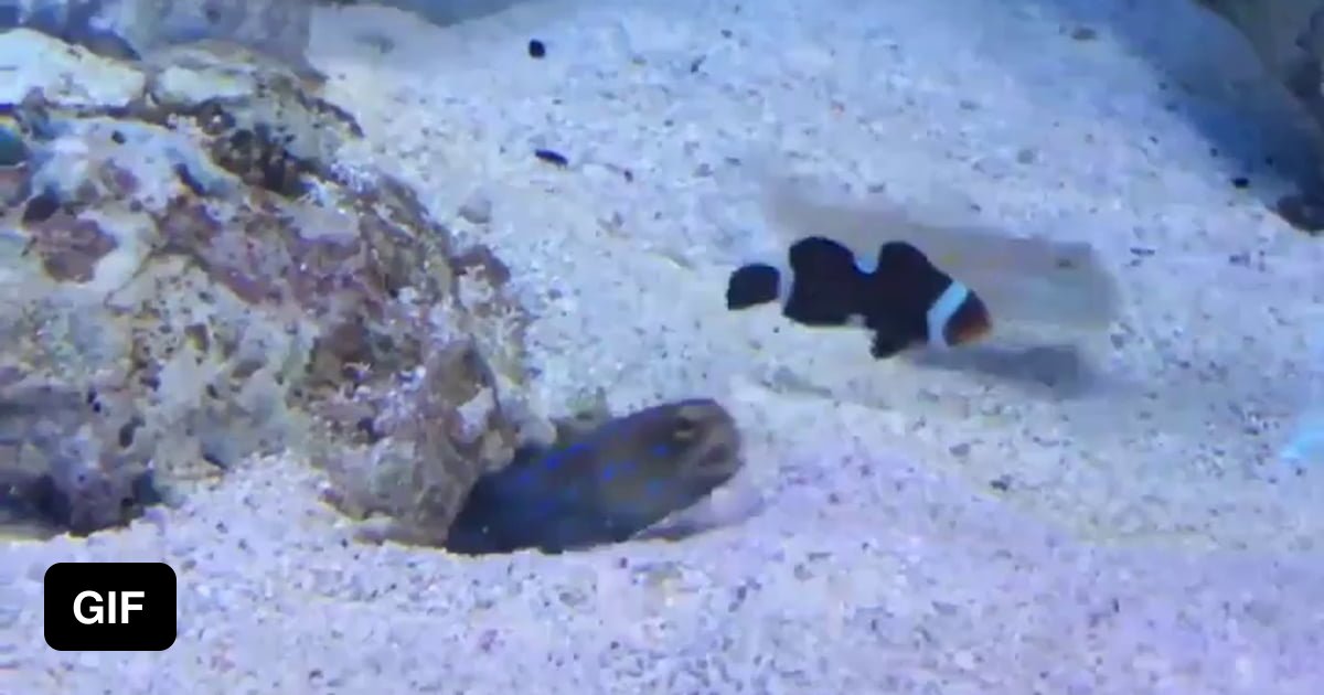 Two Fish Spitting Sand At Each Other - 9GAG