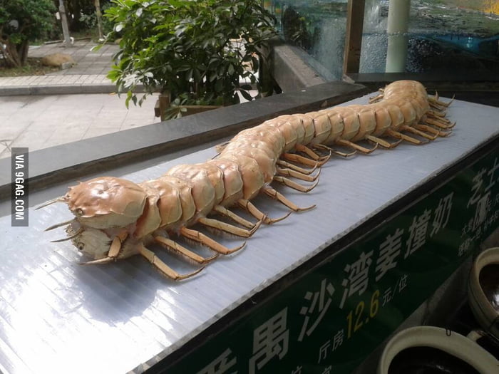 Crab centipede... WTF! - 9GAG