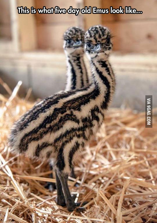 Adorable 5 day old emus. - 9GAG