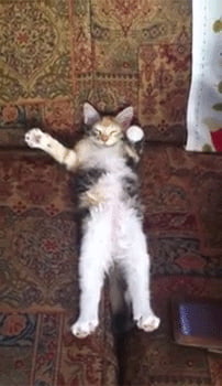 Kitten slowly waves paws during nap - 9GAG