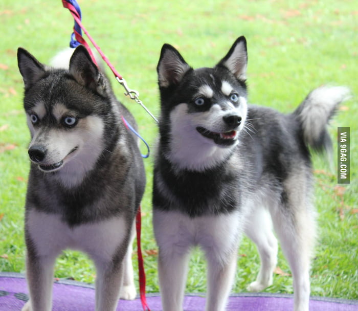 THIS is an adult Pomsky. do not buy one if you expect it to stay ...