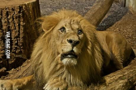 We should make this a meme. The shocked lion! - 9GAG