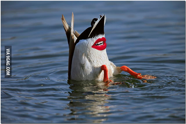 To the OP who uploaded 'duck but with human lips', I raise you this ...