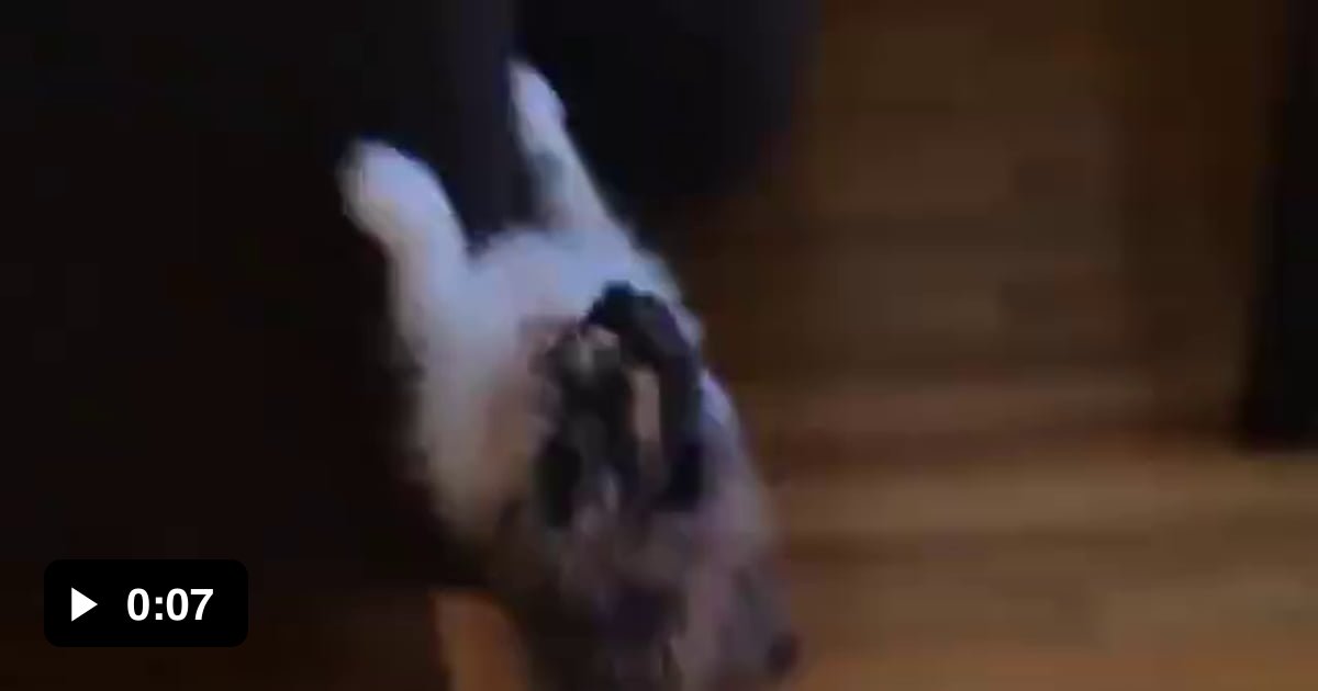 Naughty kitty - 9GAG