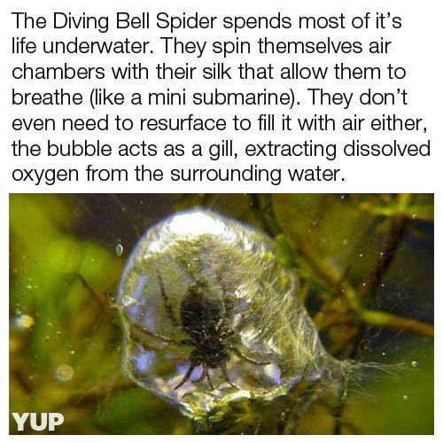 Diving Spoder... - 9GAG