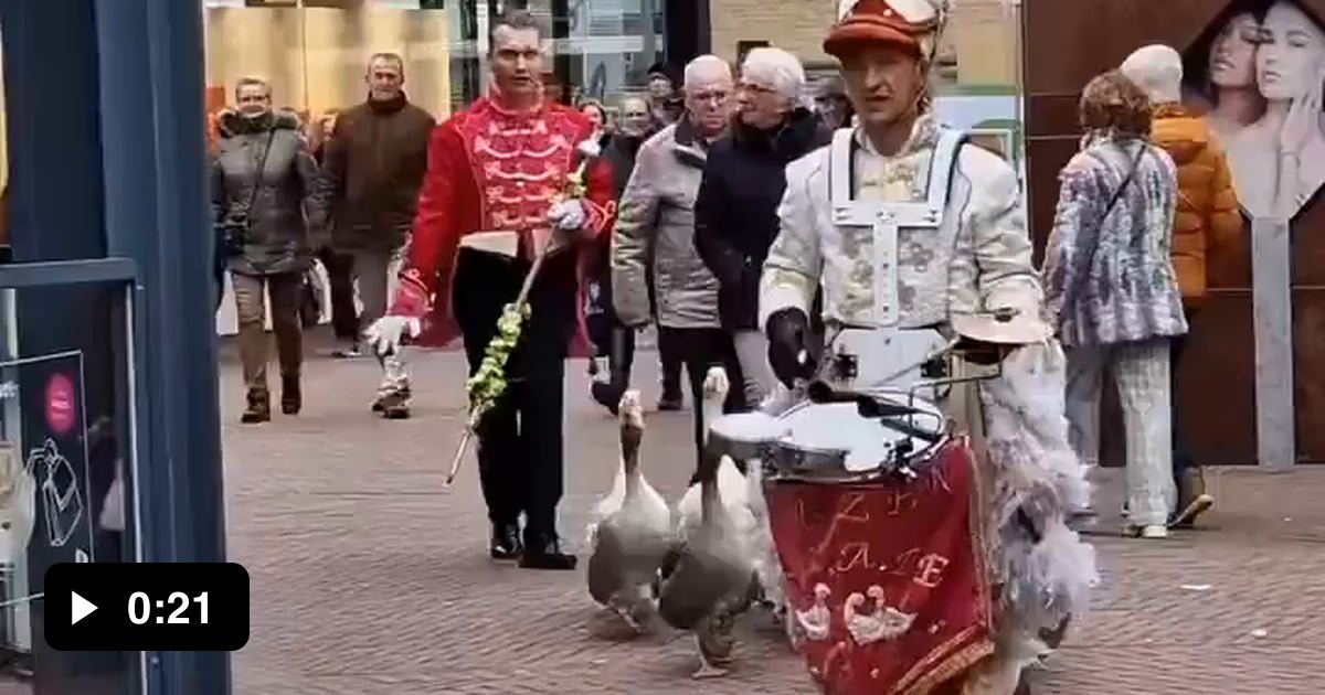 Watching a Goose Parade - 9GAG